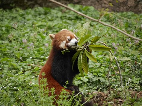 더쿠 푸릇푸릇한 야외방사장과 아주 잘 어울리는 붉은 털을 가진 서울대공원 레서판다 리안이 1살 시절