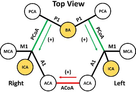 Schematic For CoA Namely ACoA Red And PCoAs Green Flow Download Scientific Diagram