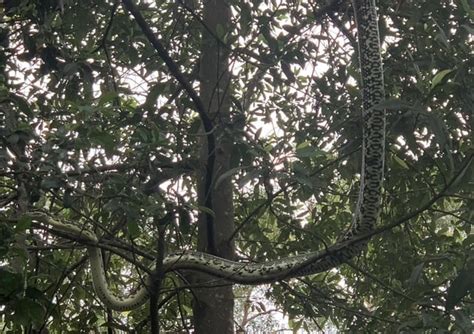 3 Metre Python In My Garden Taken Dec 2021 R Sydney