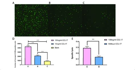 A C Cfse Staining Of Ccr4 Positive Lymphocytes In The Lower Chamber Download Scientific