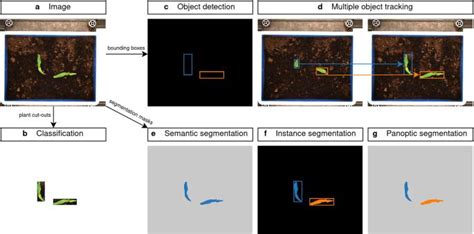 manually annotated and curated dataset of diverse weed species in maize