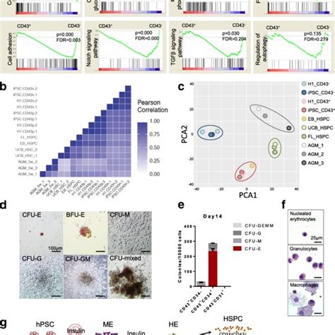 Global Transcriptome Analysis During Hspc Differentiation A Flow Download Scientific Diagram