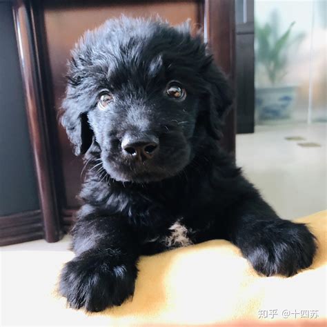 拉布拉多和金毛杂交长什么样子 知乎