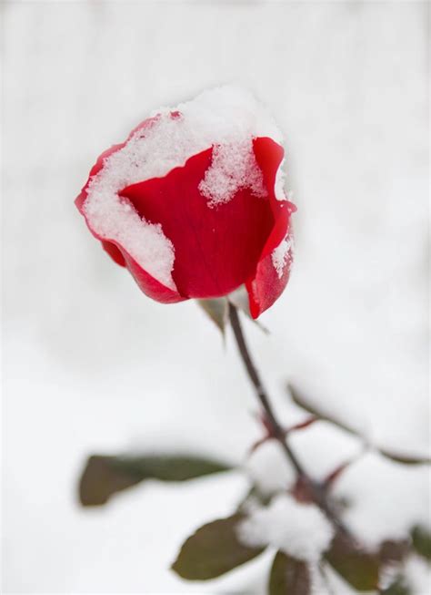 雪中玫瑰唯美 雪中玫瑰壁纸 伤感说说吧