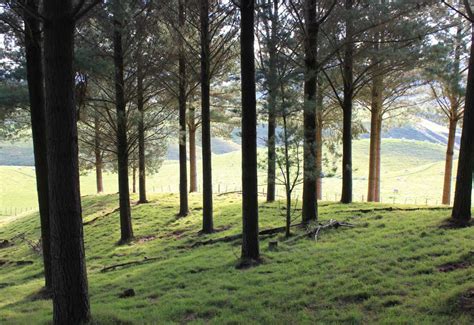 How Do Professionals Remove Trees