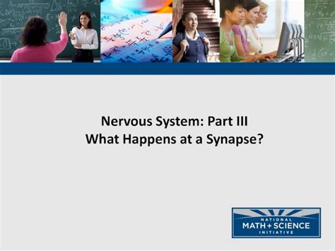 PDF Nervous System Part III What Happens At A Synapse Synapses