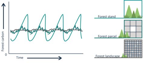 the influence of spatial and temporal scales on forest carbon storage