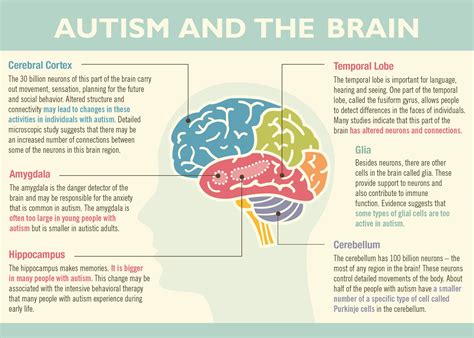 Autism Brain Diagram