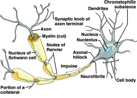 Neuron Model Labeled Synaptic Knob