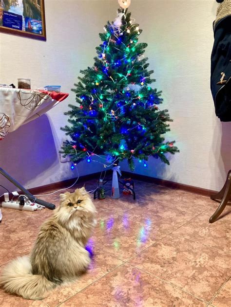 Всех с НГ котаны Прорвёмся переживём Новый год на реакторе елка кот смешные