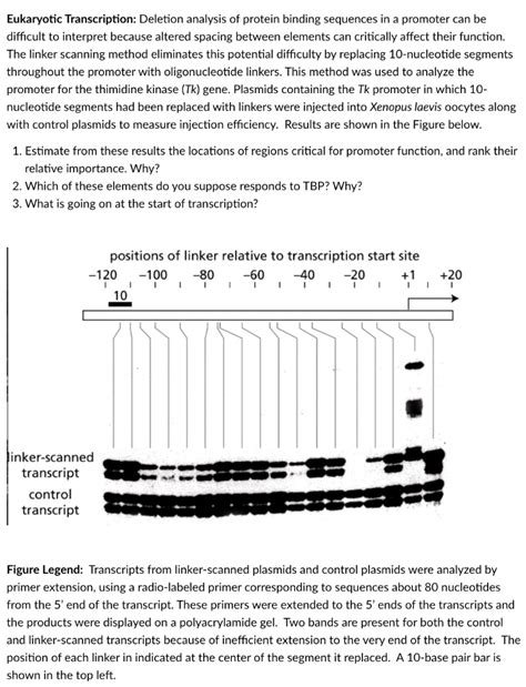 Solved Eukaryotic Transcription Deletion Analysis Of Protein Binding