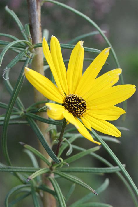 ヤナギバヒマワリ柳葉向日葵 お花の写真集