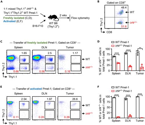 The Transcription Factor Irf4 Determines The Anti Tumor Immunity Of Cd8 T Cells Iscience