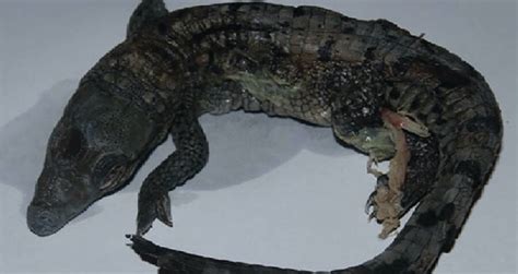 Researchers Document A Virgin Crocodile Birth For The First Time