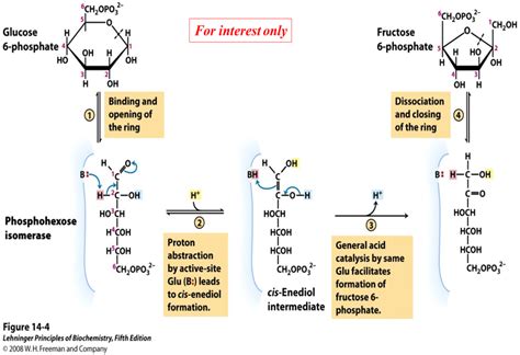 Glycolysis Bioc2580 Introduction To Biochemistry