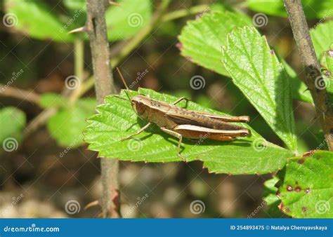 Brown Grasshoppers On Green Leaf Closeup Stock Image Image Of Leaves Bright 254893475
