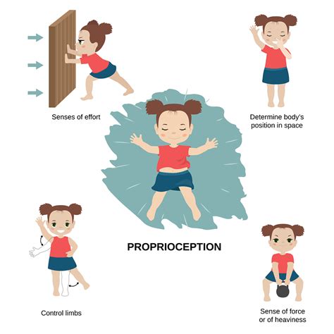 Learning The Proprioceptive System Located In Our Muscles And Joints