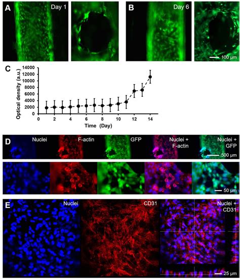endothelialization of the perforated pdms tubes a b fluorescence download scientific