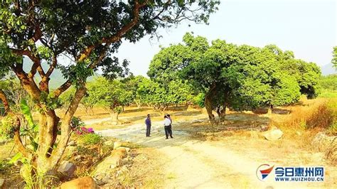 博罗第三个荔枝古树保护园挂牌，位于横河镇卢屋村