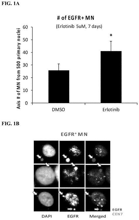 Methods Of Treating Extrachromosomal Dna Expressing Cancers Eureka Patsnap