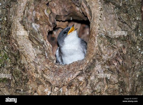 Baby Tree Swallow Peaking Out From The Nest Stock Photo Alamy
