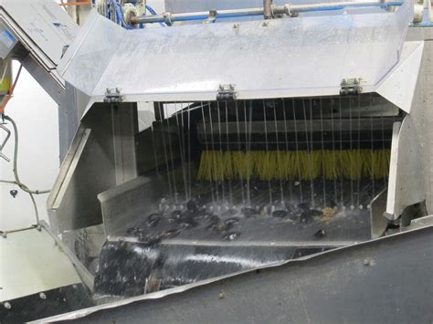 Inside The Shellfish Processing Plant Element Seafood