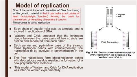 Models Of Replication Pdf Chemistry Science