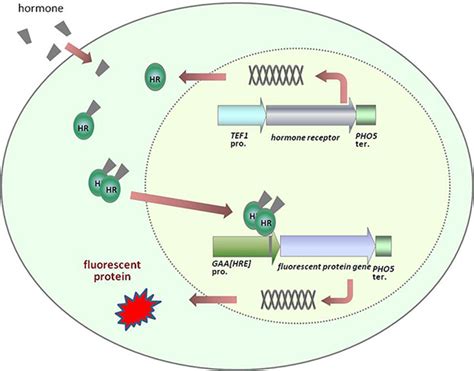 Simultaneous Detection Of Three Sex Steroid Hormone Classes Using A
