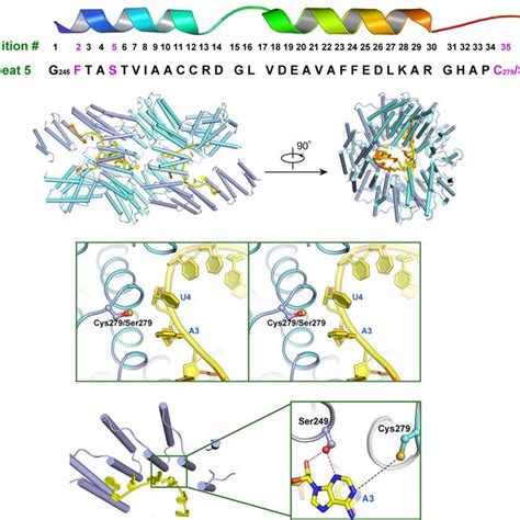 Amino Terminal Truncations Lead To Different Dimerization States Of