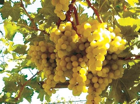 Какви грижи искат лозите в различните фази Български Фермер