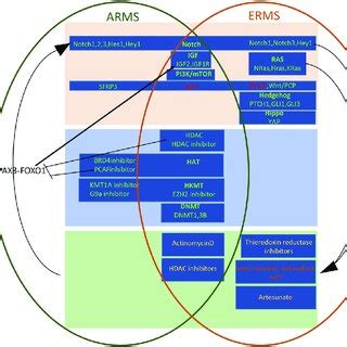 Cross Talk Between Genetic Epigenetic And ROS Deregulation In RMS