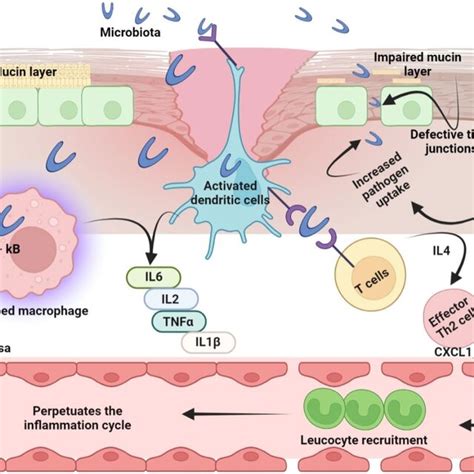 Pathophysiology Of Ulcerative Colitis Download Scientific Diagram