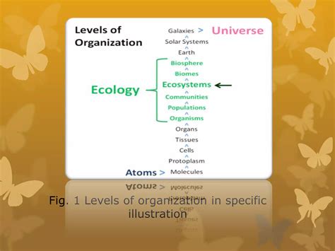 Ecosystem Structure And Function Pptx