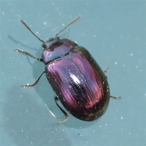 Phaedon Purpureus · Inaturalist United Kingdom