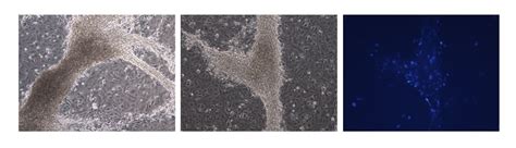 Syahira Mohd Jalil On Linkedin Stem Cell Model Allows Researchers To