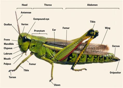 Grasshopper Diagram External Morphology