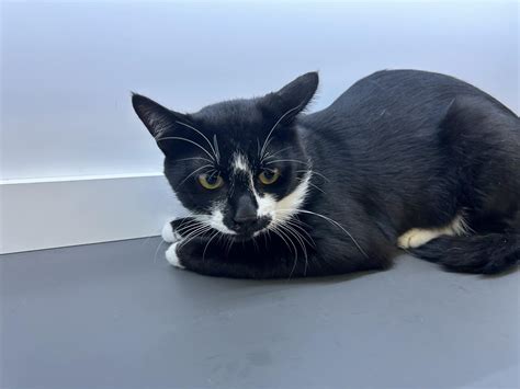 코리안숏헤어 반쪽이 노르웨이숲성격 데본렉스성격 뱅갈성격 샴성격 셀커크렉스성격 스핑크스성격 아메리칸숏헤어성격 아메리칸컬성격 아비시니안성격 엑조틱성격 터키시앙고라성격 페르시안