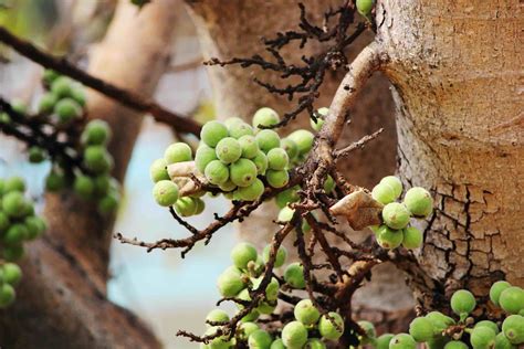 15 Interesting Facts About Fig Trees