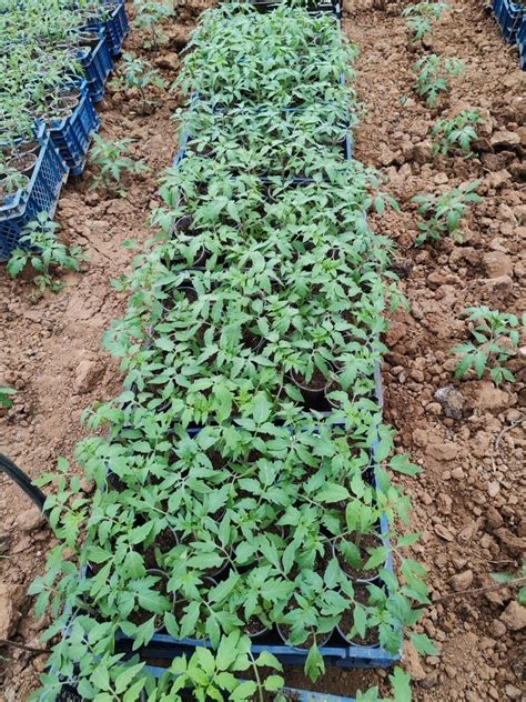 Разсад домати и пипер гр Благоевград Еленово 1 • Olx Bg