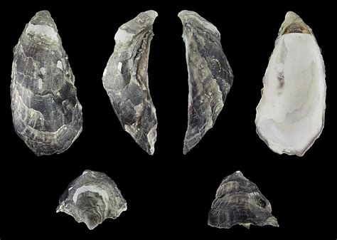 Filecrassostrea Gigas 02 Wikimedia Commons