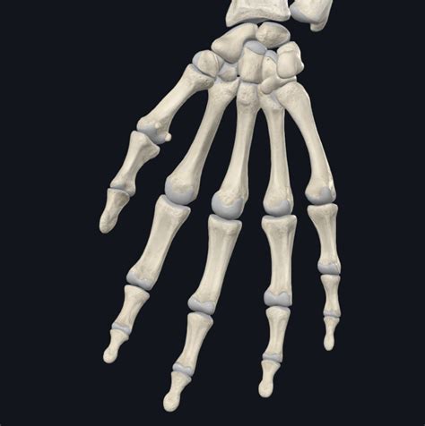 Metacarpals And Phalanges Diagram Quizlet