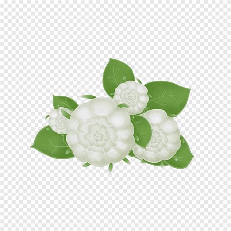 สุขสันต์วันแม่ ดอกไม้ ดอกมะลิ มีความสุข พืช ธรรมชาติ สีขาว วันแม่ Png Pngegg