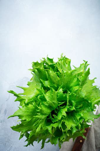 밝은 콘크리트 배경에 양상추의 신선한 녹색 잎 선택적 초점 공간을 복사합니다 맨 위 보기입니다 0명에 대한 스톡 사진 및 기타 이미지 Istock