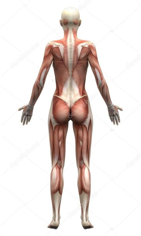 여성 해부학 근육 후부 보기 Músculo Femenino Cuerpo Humano Anatomia Anatomía