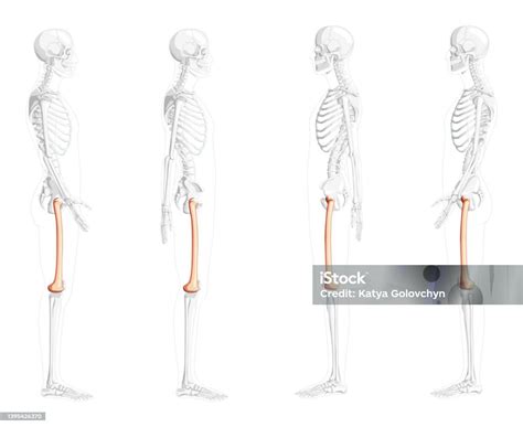 골격 대퇴골 허벅지 뼈 부분적으로 투명한 뼈 위치를 가진 인간의 측면보기 3d 해부학적으로 정확한 사실적인 평면 자연 색상 개념 흰색 배경에 고립 된 벡터 일러스트 레이 션