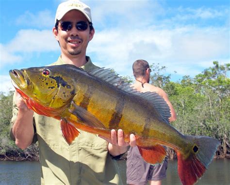 Worlds Biggest Peacock Bass