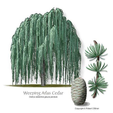 Selectree A Tree Selection Guide Artofit