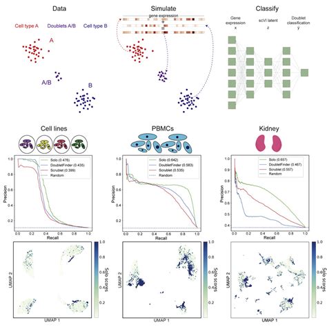 Solo Doublet Identification In Single Cell Rna Seq Via Semi Supervised