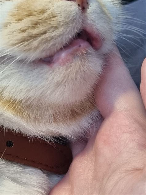 Cat Pictures Of Inflamed Lips
