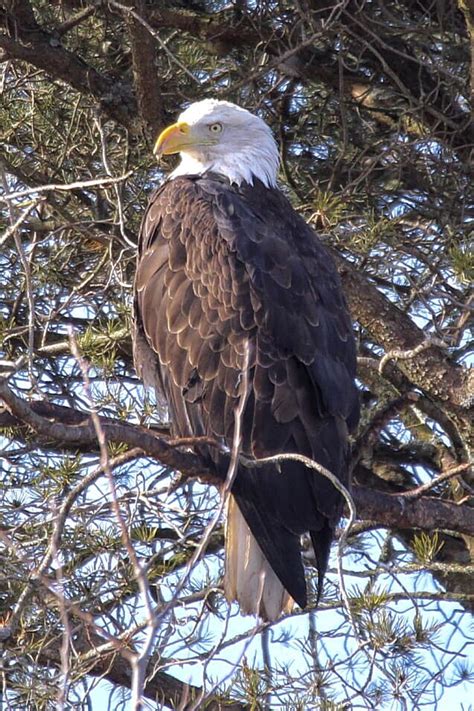 Picture Hampton Bald Eagle Sussex